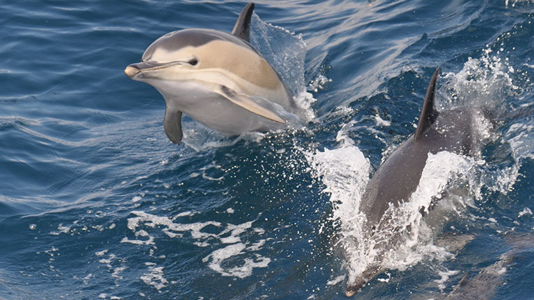 Discover the Marine Wonders of Golfo Dulce with Nicuesa Rainforest Lodge